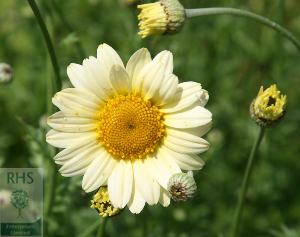 Chamomile, Wild Moroccan (Ormenis multicaulis) - Simply Sheila's ...