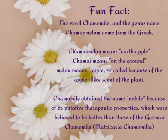 Chamomile, Roman (Chamaemelum Nobile) - Simply Sheila's Aromatherapy